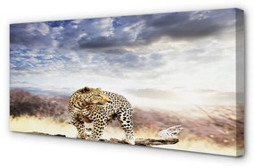 Obrazy na plátně panter mraky 100x50 cm