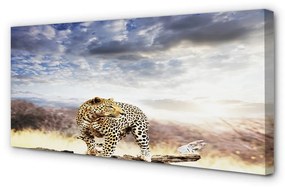 Obrazy na plátně panter mraky 120x60 cm