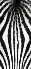 Samolepicí fototapeta Zebra D060 - 95 x 210 cm