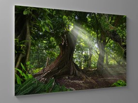 Liox Obraz strom v deštném pralese Rozměr: 150 x 100 cm