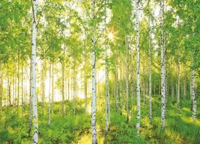 Fototapety les břízy rozměr 368 cm x 254 cm
