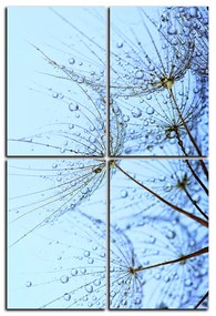 Obraz na plátně - Pampelišková semínka s kapkami vody - obdélník 7202E (120x80 cm)