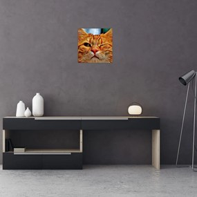 Obraz mrkající kočky (30x30 cm)