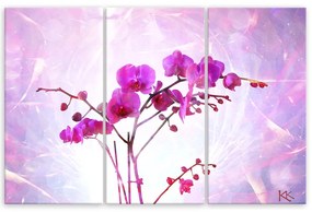 Obraz na plátně třídílný, Základní orchidej - 90x60 cm