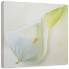 Obraz na plátně Květiny Callas Příroda Bílá - 40x40 cm