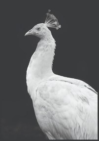 DecoKing - Nástěnný plakát - Peacock
