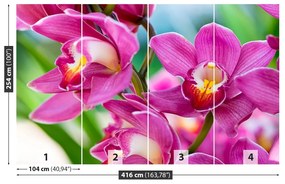 Fototapeta Růžové orchideje 104x70