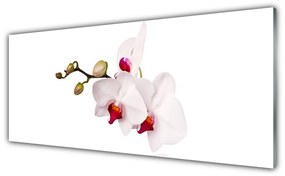 Plexisklo-obraz Květiny Příroda Orchidej 125x50 cm