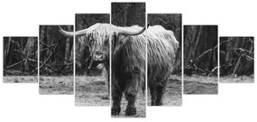 Obraz - Skotská kráva 3,černobílá (210x100 cm)