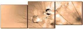 Obraz na plátně - Dandelion z kapkami rosy- panoráma 5262FE (90x30 cm)