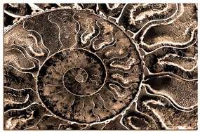 Obraz na plátně - Textura fosílie 1174FA (120x80 cm)