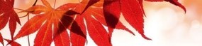 DIMEX | Fototapeta do kuchyně Červené listy KI-260-008 | 260 x 60 cm | červená, bílá, hnědá