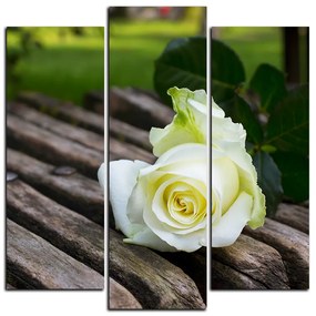 Obraz na plátně - Bílá růže na lavici - čtverec 3224C (75x75 cm)