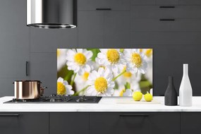 Skleněné obklady do kuchyně Květiny Sedmikráska Příroda 140x70 cm