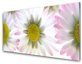akrylový obraz Sedmikráska Rostlina Příroda 100x50 cm