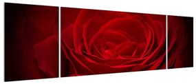 Obraz červené růže (170x50 cm)