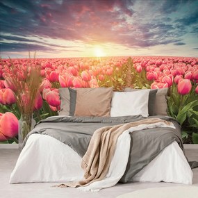 Samolepící tapeta východ slunce nad loukou s tulipány - 225x150 cm