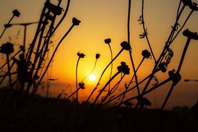 DIMEX | Vliesová fototapeta Suché pole květů MS-5-1395 | 375 x 250 cm| černá, žlutá, oranžová