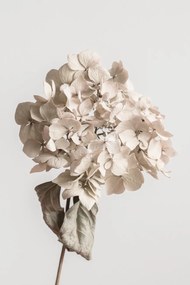 Umělecká fotografie Beige dried flower, Studio Collection, (26.7 x 40 cm)