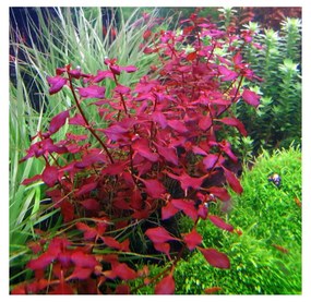 Rataj Ludwigia sp. 'Mini Super Red'