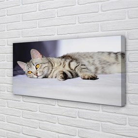 Obrazy na plátně ležící kočka 125x50 cm