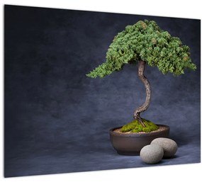 Skleněný obraz - Bonsai (70x50 cm)