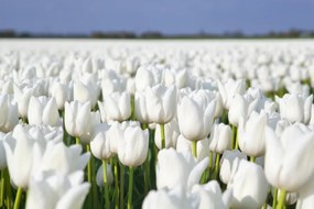 Tapeta - Pole tulipánů (120x80 cm) - PopyDesign