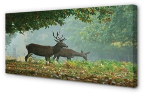 Obrazy na plátně Jelena na podzim les 120x60cm