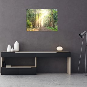 Skleněný obraz pěšiny v lese (70x50 cm)