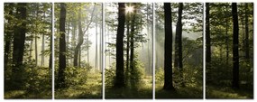 Obraz Lesní probuzení + háčky a hřebíčky ZDARMA Velikost (šířka x výška): 150x60 cm