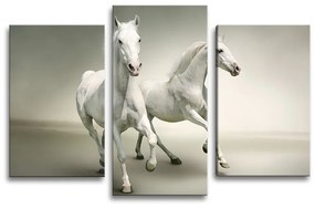Sablio Obraz - 3-dílný Dva bílí koně - 75x50 cm