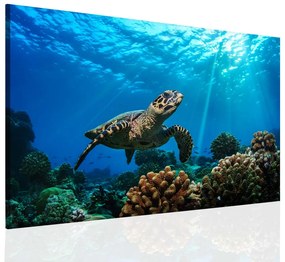 Obraz Želva v moři Velikost (šířka x výška): 90x60 cm