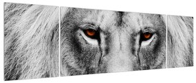 Černobílý obraz lva (170x50 cm)