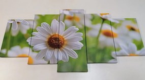 5-dílný obraz jarní louka plná květin Varianta: 100x50