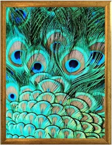 Plakát v rámu ve zlaté barvě Piacenza Art Peacock, 33,5 x 23,5 cm