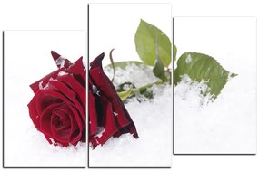 Obraz na plátně - Růže na sněhu 1103D (120x80 cm)