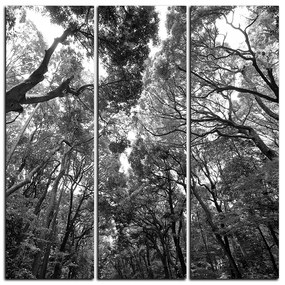Obraz na plátně - Zelené stromy v lese - čtverec 3194QB (105x105 cm)