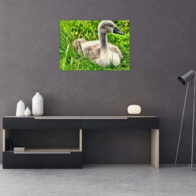 Obraz - malá labuť v trávě (70x50 cm)