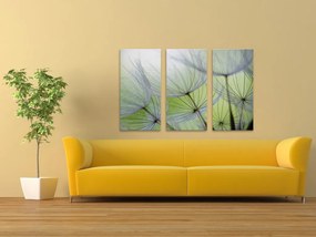 Obraz Pampelišky (3-dílný) - příroda s detaily jemných květů