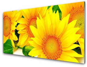 Obraz na skle Slunečnice Květ Příroda 100x50 cm