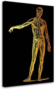 Gario Obraz na plátně Zlatá anatomie, tělo - Gab Fernando Rozměry: 40 x 60 cm
