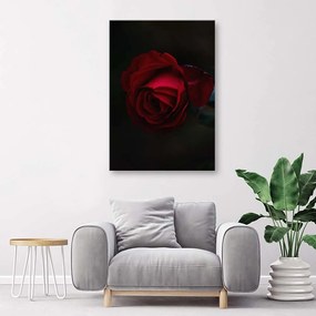 Gario Obraz na plátně Růže na černém pozadí Rozměry: 40 x 60 cm