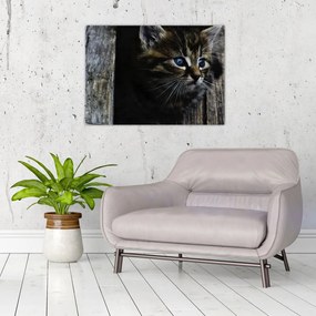 Obraz koťátka (70x50 cm)