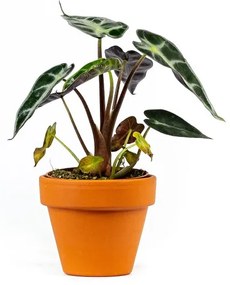 Pokojová rostlina Alocasia amazonica Polly, průměr 6 cm