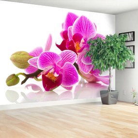 Fototapeta Květy orchidejí 104x70