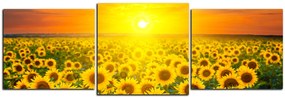 Obraz na plátně - Slunečnicová pole při západu slunce - panoráma 5199D (120x40 cm)