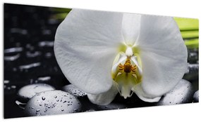 Květ orchideje - obraz na zeď (100x40cm)