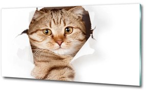 Wallmuralia Foto obraz fotografie na skle Kočka 100x50