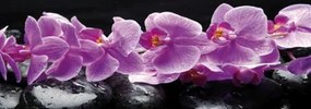 Fialové orchideje - 35 x 100 cm
