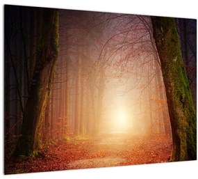 Skleněný obraz podzimního lesa v mlze (70x50 cm)